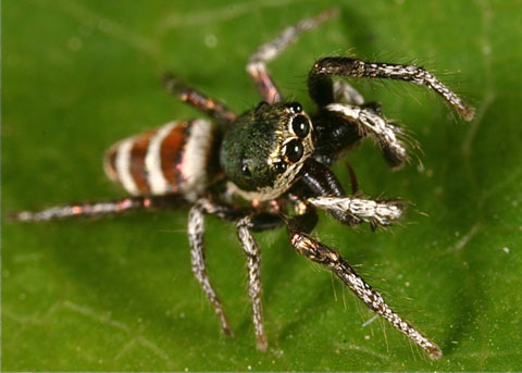 Zebra Spider, Salticus palpalis