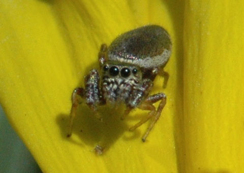Jumping Spider, Sassacus (papenhoei?)