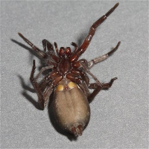 Mouse spider, Scotophaeus blackwellii