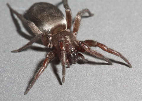 Mouse spider, Scotophaeus blackwellii
