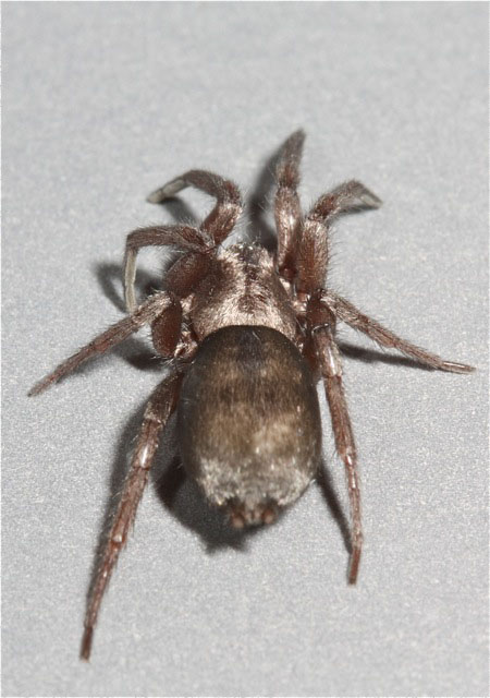 Mouse spider, Scotophaeus blackwellii
