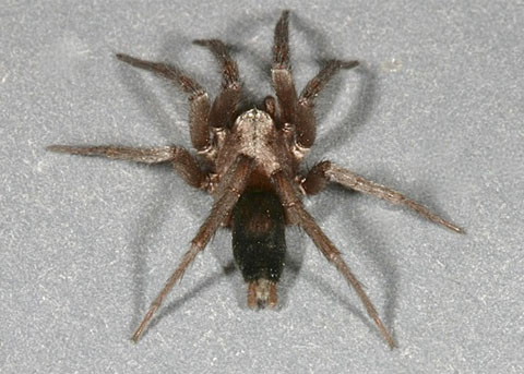 Mouse spider, Scotophaeus blackwellii