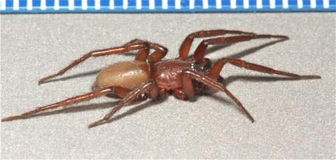 Gnaphosid spider, Urozelotes rusticus
